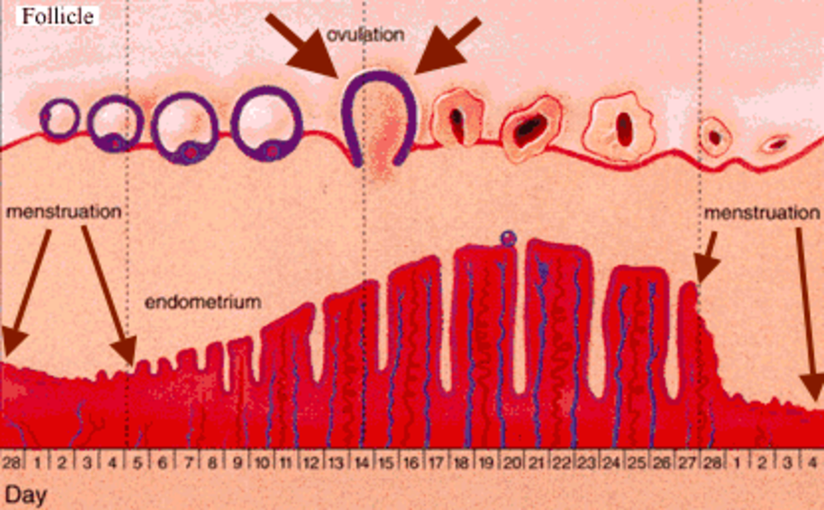 Can You Ovulate and Not Have a Period? - HubPages