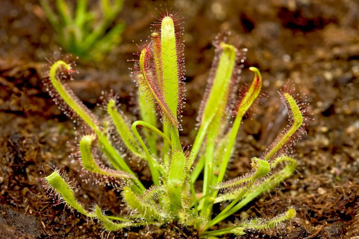 Amazing Carnivorous Plants: Nature’s Bug-Eating Wonders. - HubPages