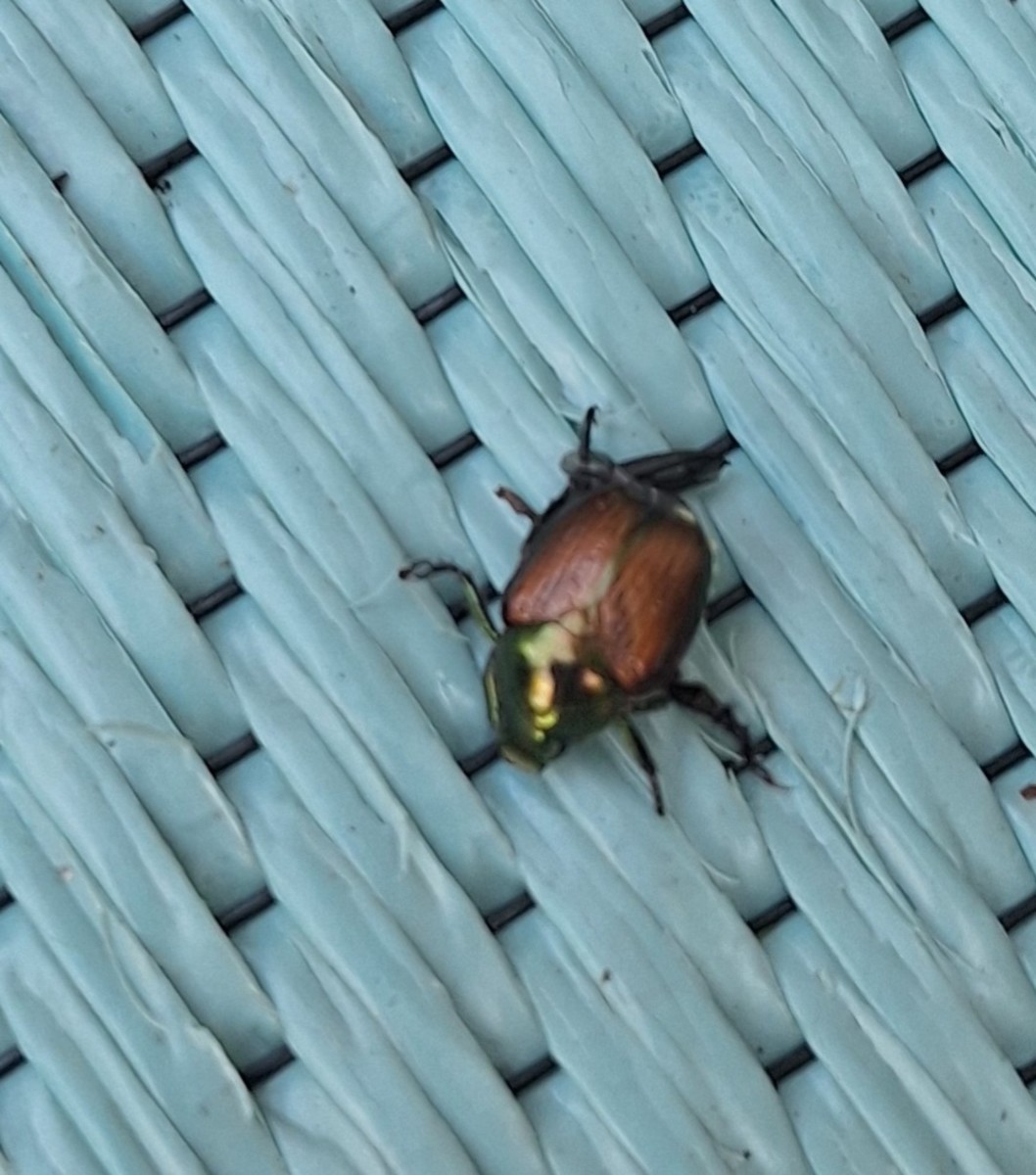 Japanese Beetles: Pretty Pests with a Vicious Appetite - HubPages