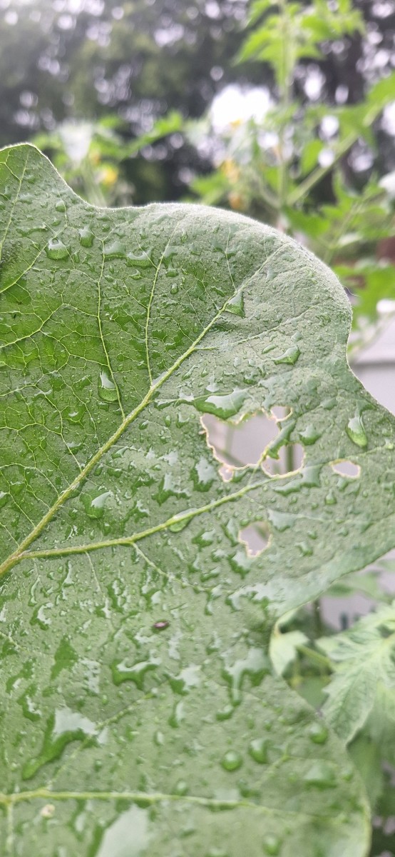 Japanese Beetles: Pretty Pests with a Vicious Appetite - HubPages