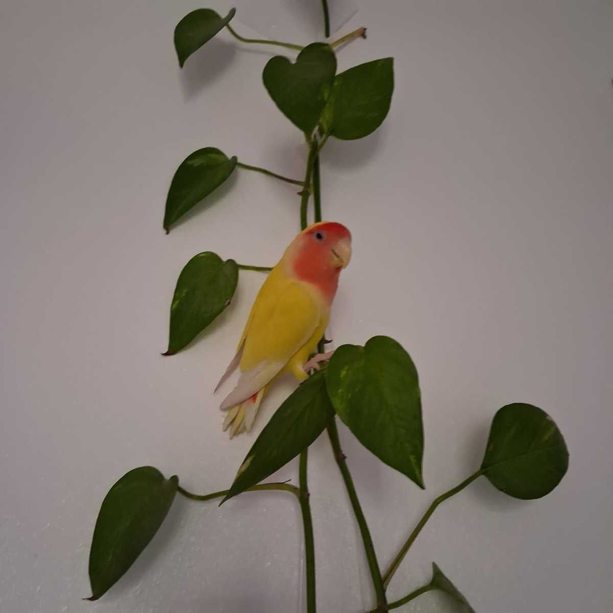 What to Do When Your Lovebird Dies Suddenly: A Personal Guide - HubPages
