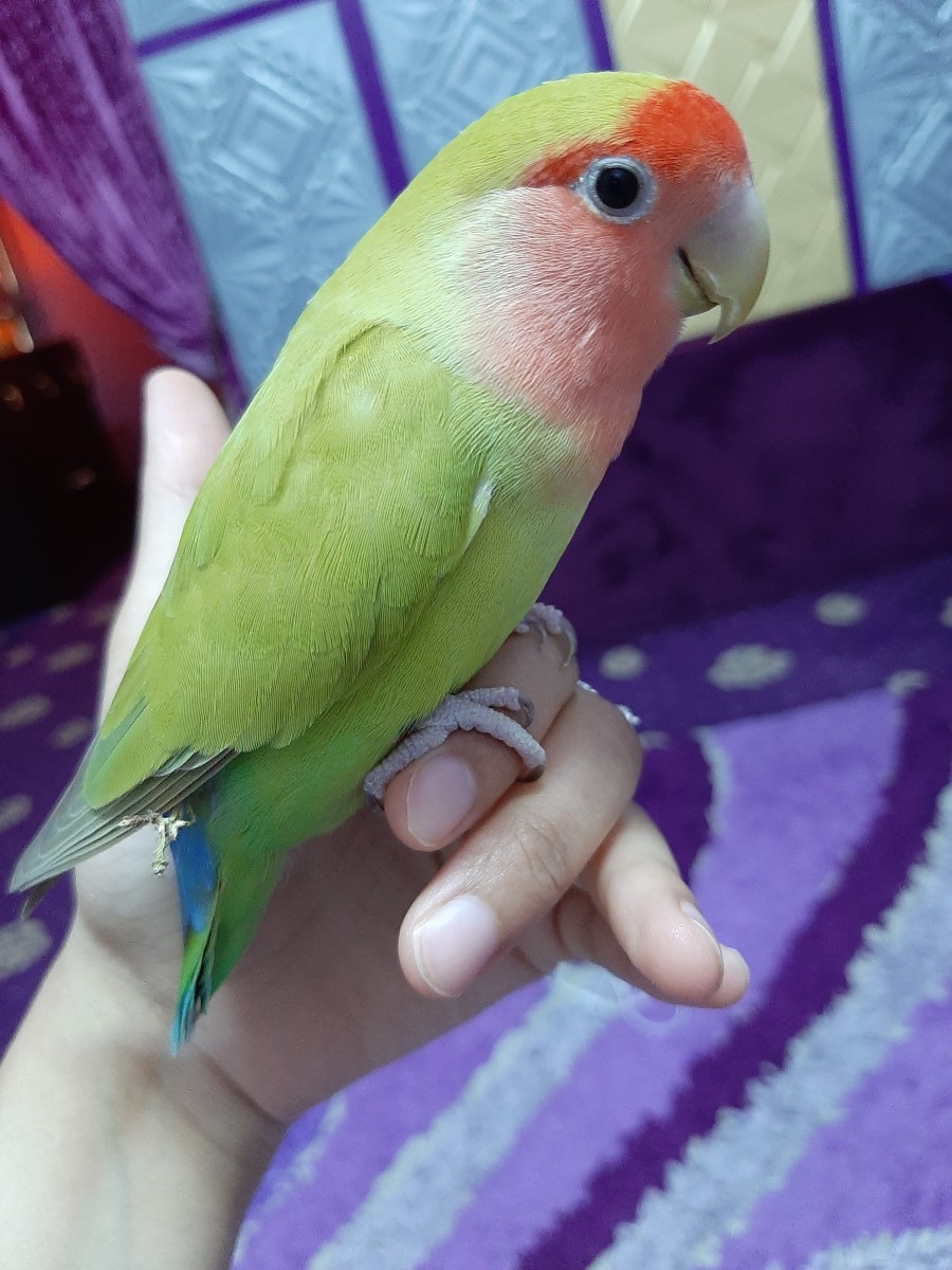 What to Do When Your Lovebird Dies Suddenly: A Personal Guide - HubPages