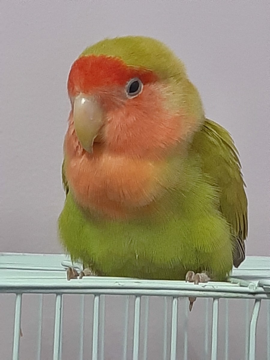 What to Do When Your Lovebird Dies Suddenly: A Personal Guide - HubPages