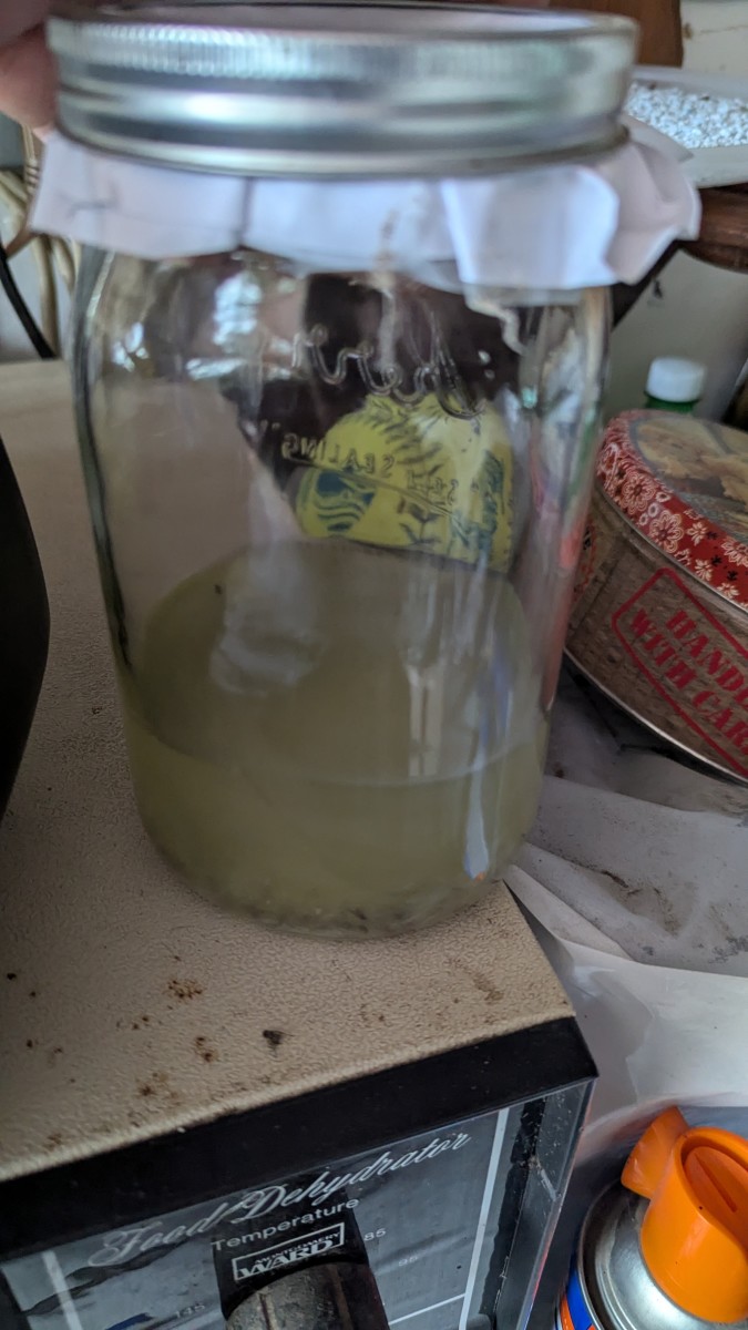 Fly Bait - Starbar Quikstrike Fly Bait - HubPages