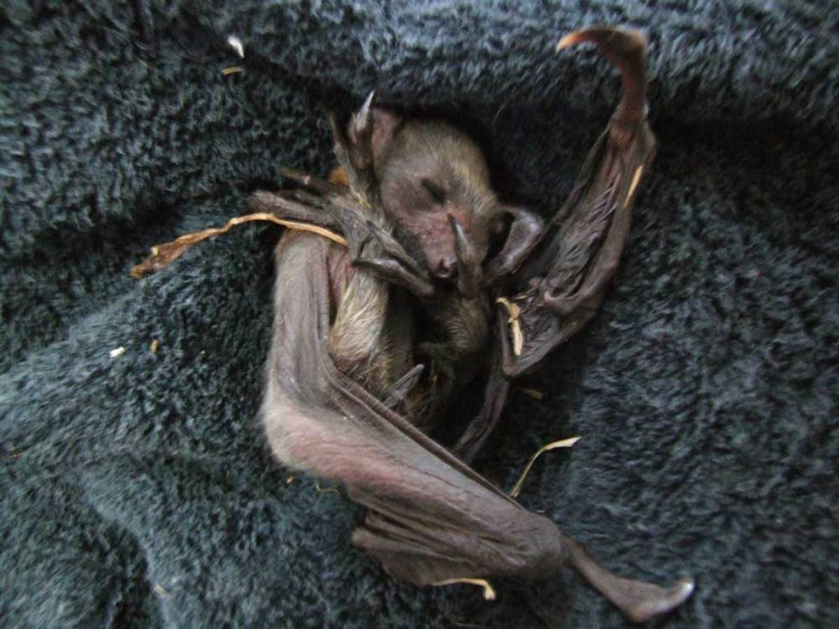 The Summer of Bats: Two Unexpected Rescues - HubPages