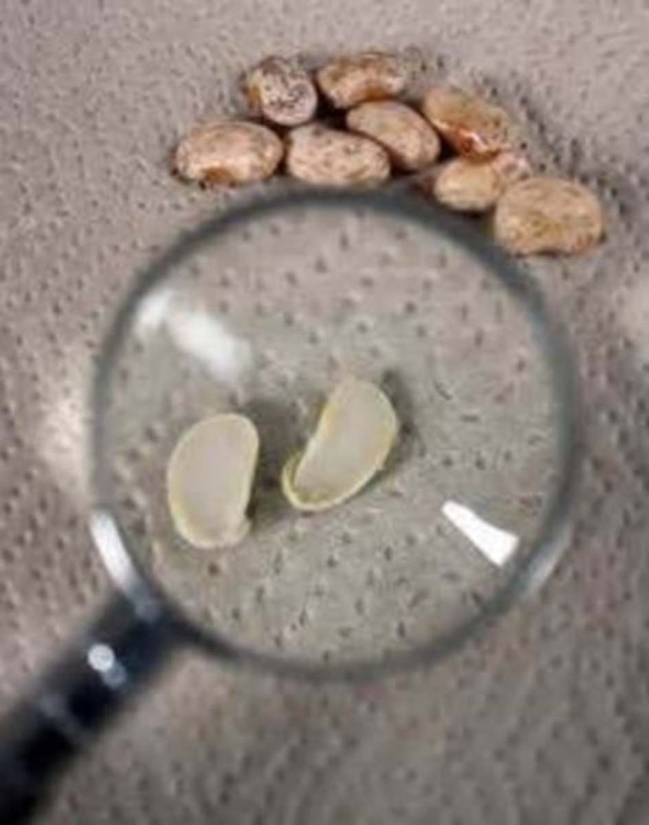 Seeds and Germination Lesson Plan on Plants for Elementary - HubPages