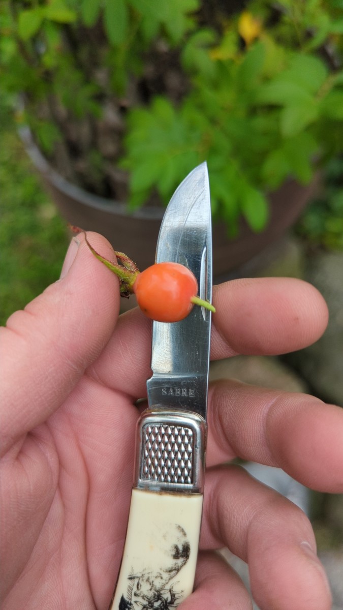 Wild Roses Planting - It all Starts with Rose Hips - HubPages