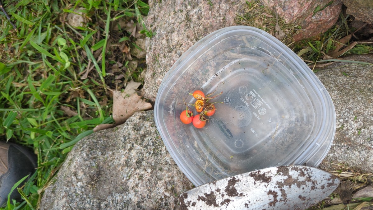 Wild Roses Planting - It all Starts with Rose Hips - HubPages
