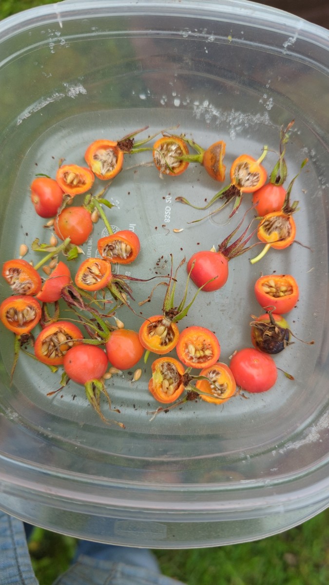 Wild Roses Planting - It all Starts with Rose Hips - HubPages