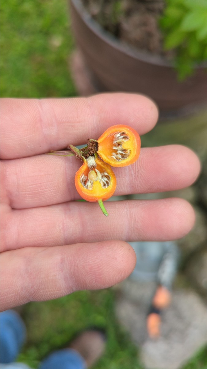 Wild Roses Planting - It all Starts with Rose Hips - HubPages