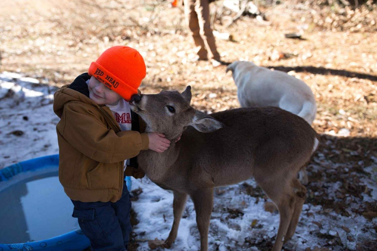 Justice for Little Buck - HubPages