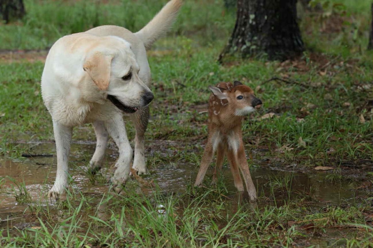 Justice for Little Buck - HubPages