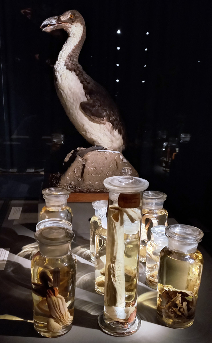 The Tragic Loss of The Great Auk - HubPages