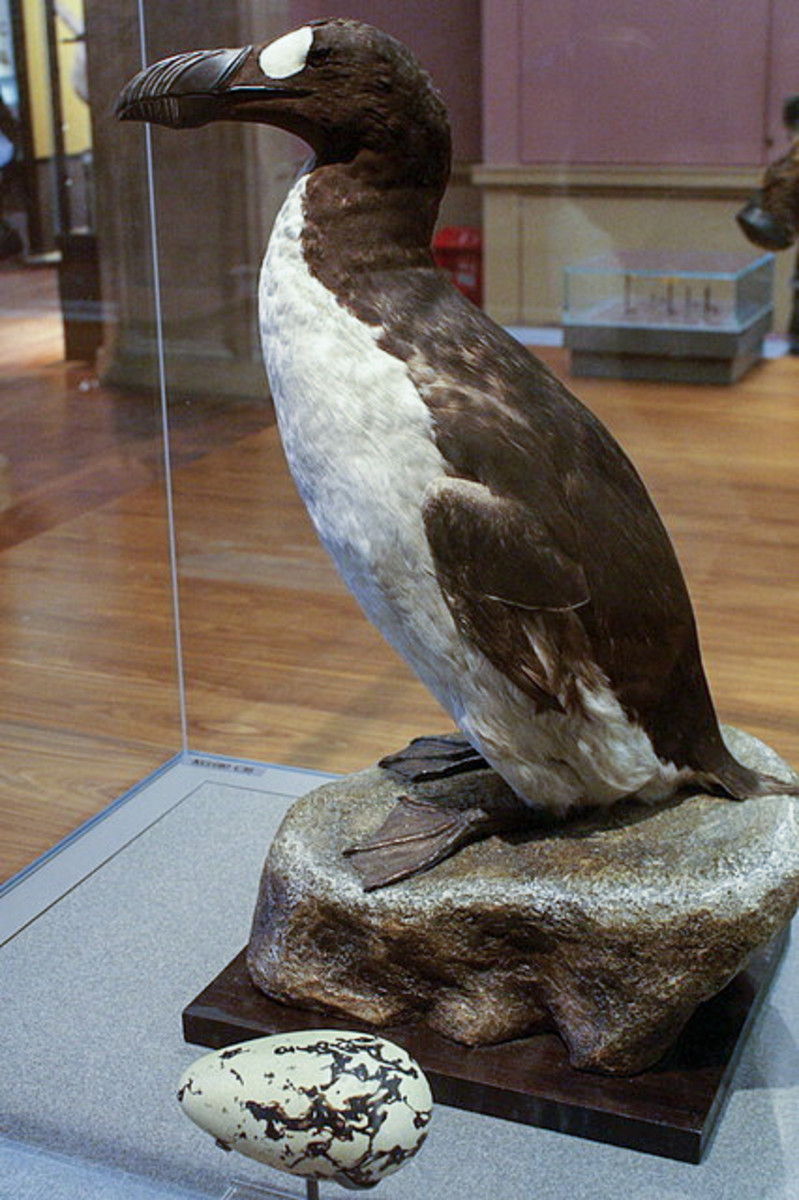 The Tragic Loss of The Great Auk - HubPages