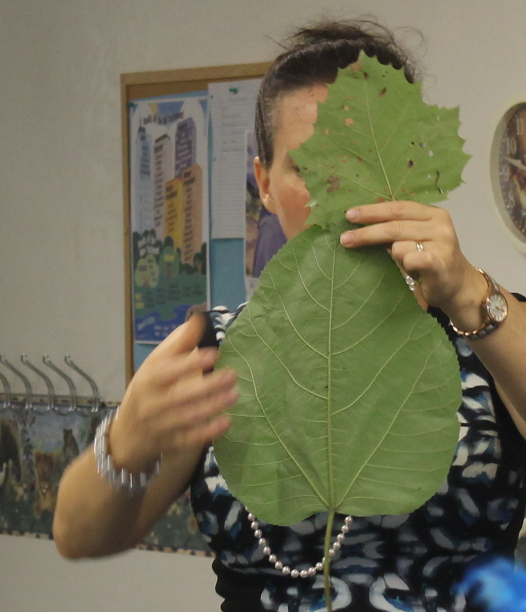 Leaves and Photosynthesis Lesson Plan for Elementary - HubPages