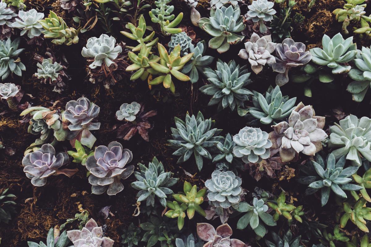 Succulent: A Poem - HubPages