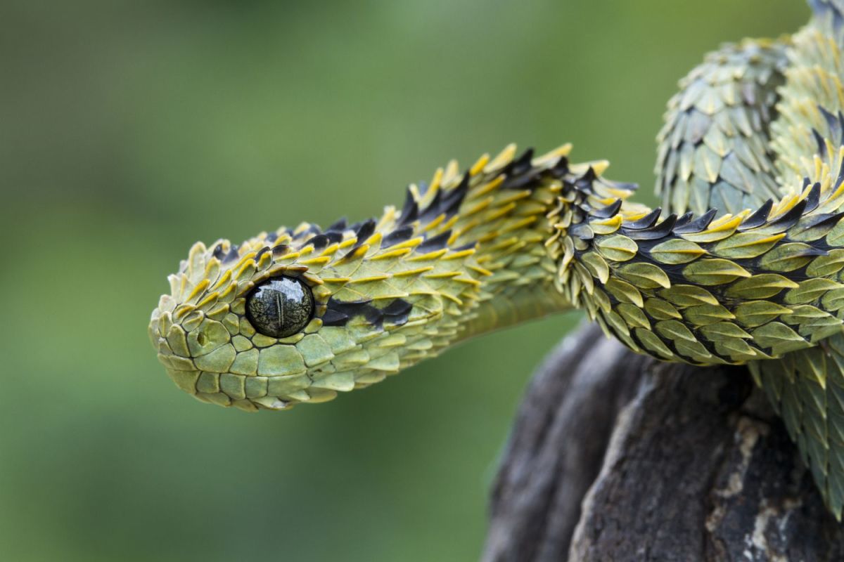Ten of the Most Visually Stunning Snakes Known to Science - HubPages