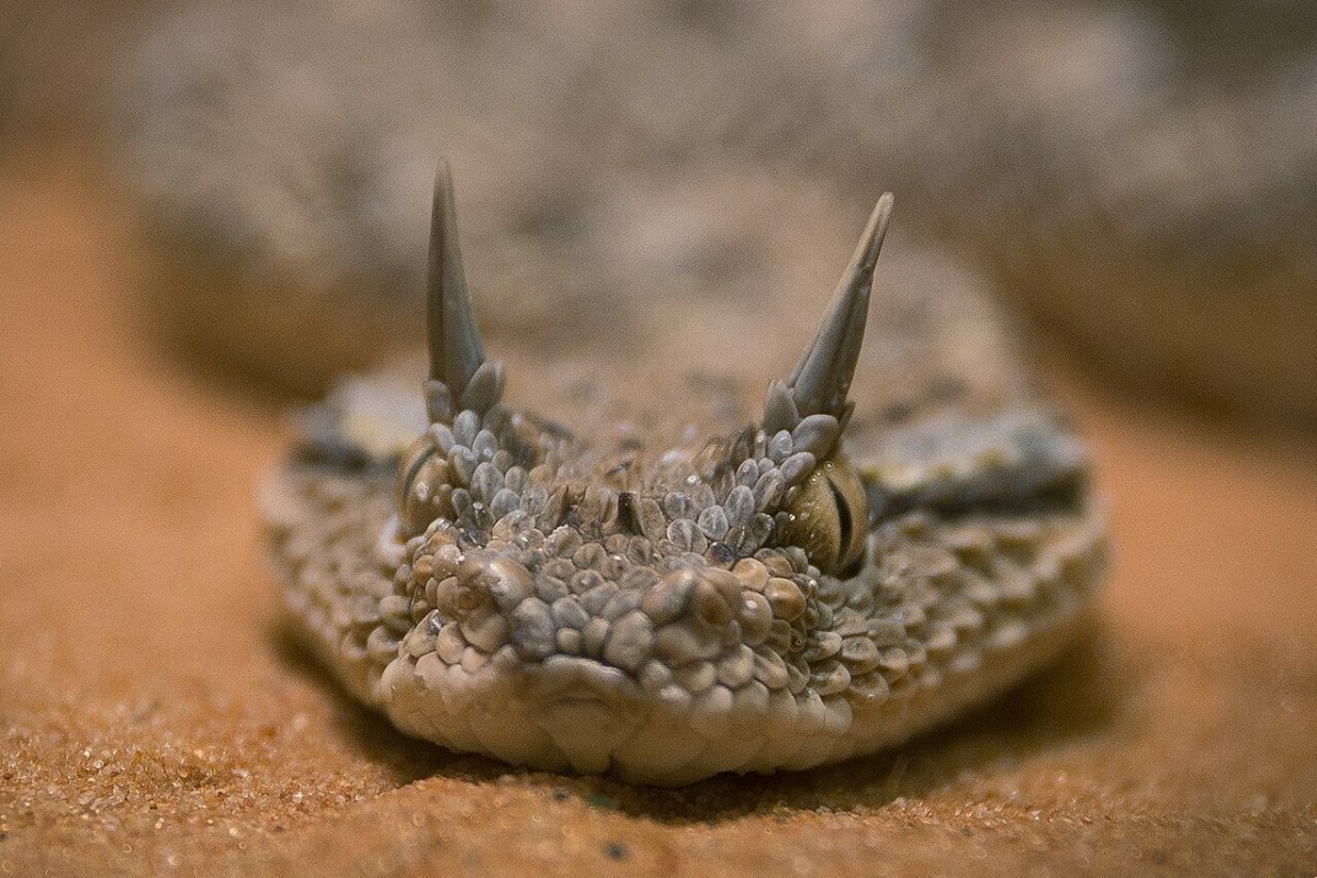 Ten of the Most Visually Stunning Snakes Known to Science - HubPages