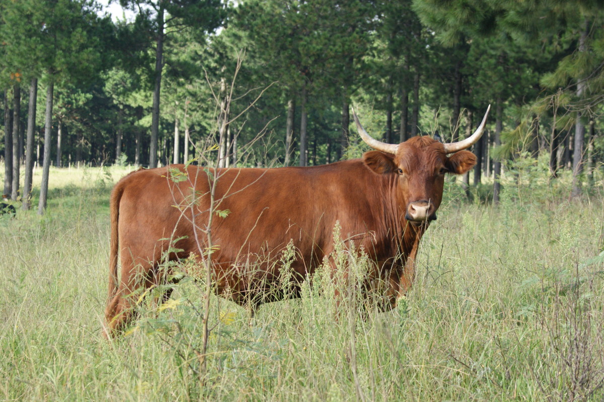 Hidden Gems in South Africa -Gubu Dam - HubPages