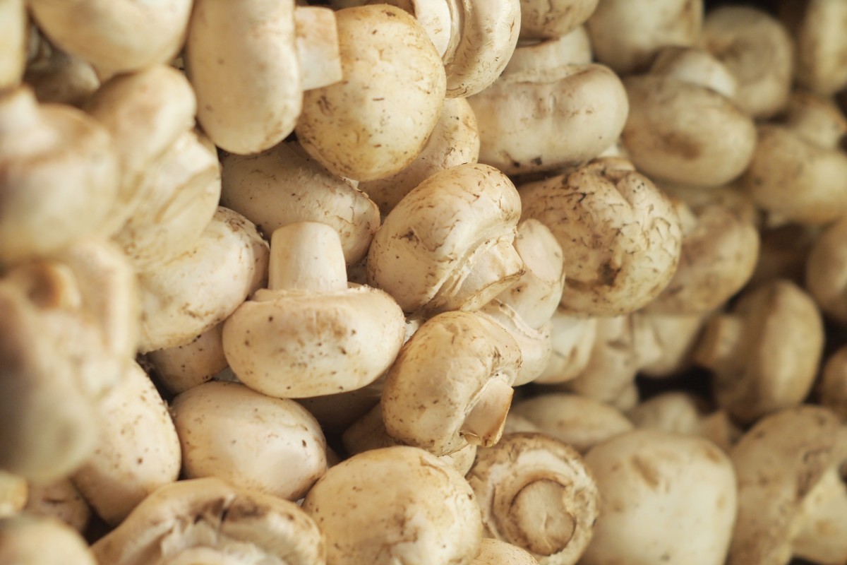 Learn vegetable names in Arabic With English Translation - HubPages