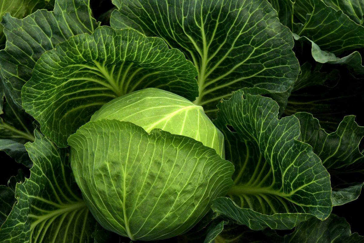 Learn vegetable names in Arabic With English Translation - HubPages