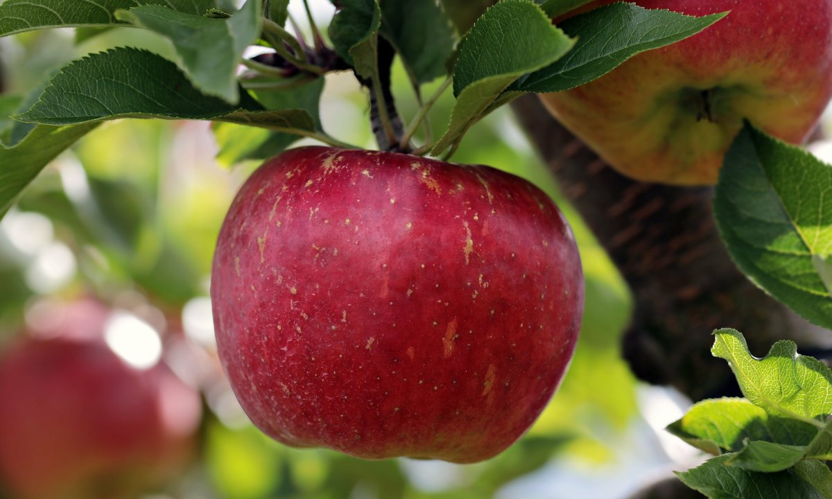 How to learn French Fruit Names easily - HubPages