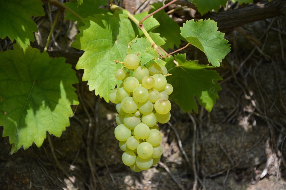 How to learn French Fruit Names easily - HubPages