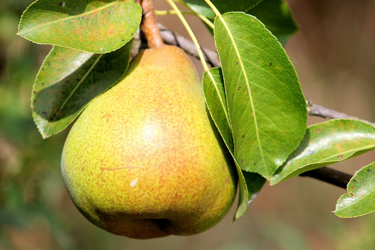How to learn French Fruit Names easily - HubPages