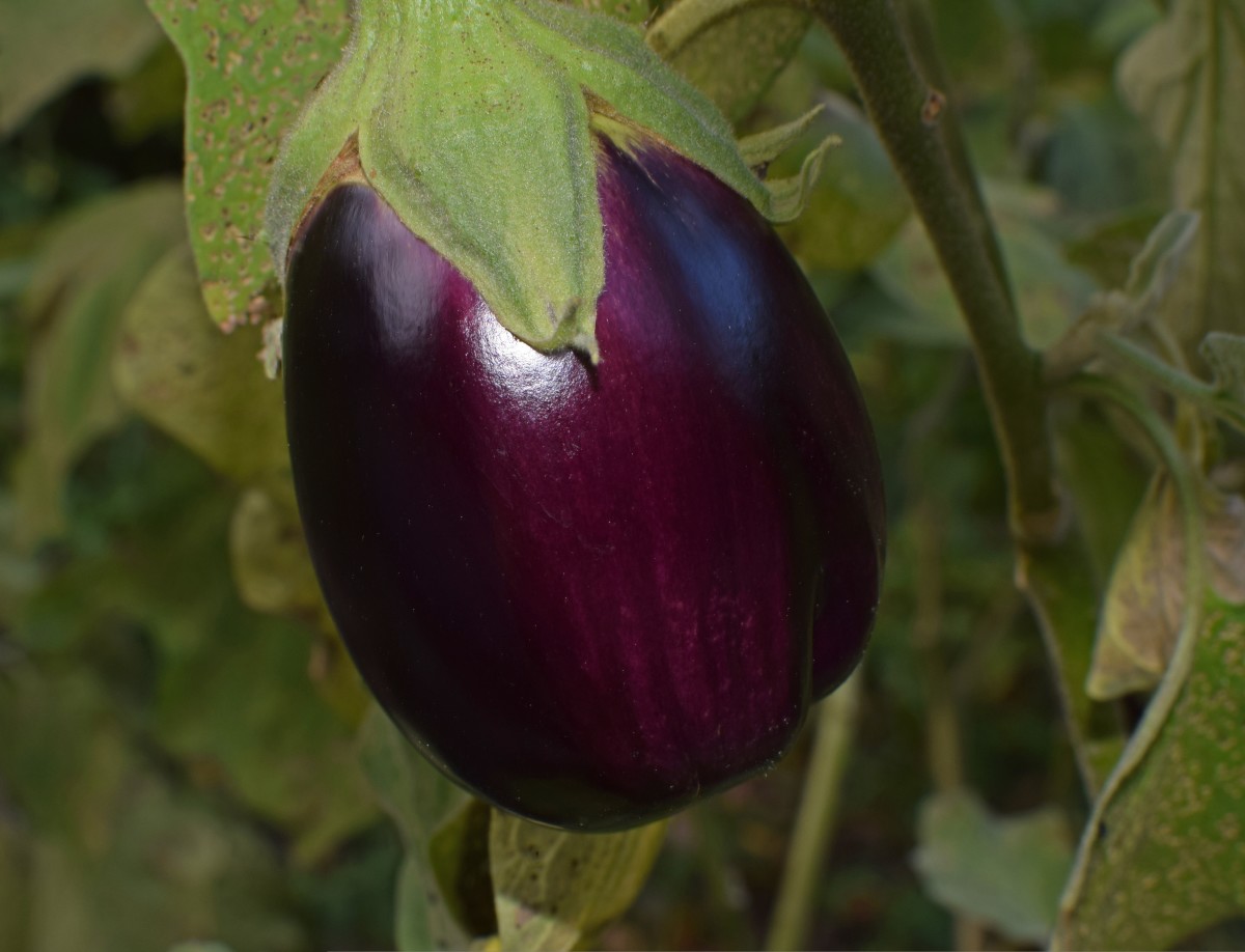Learn vegetable names in Arabic With English Translation - HubPages