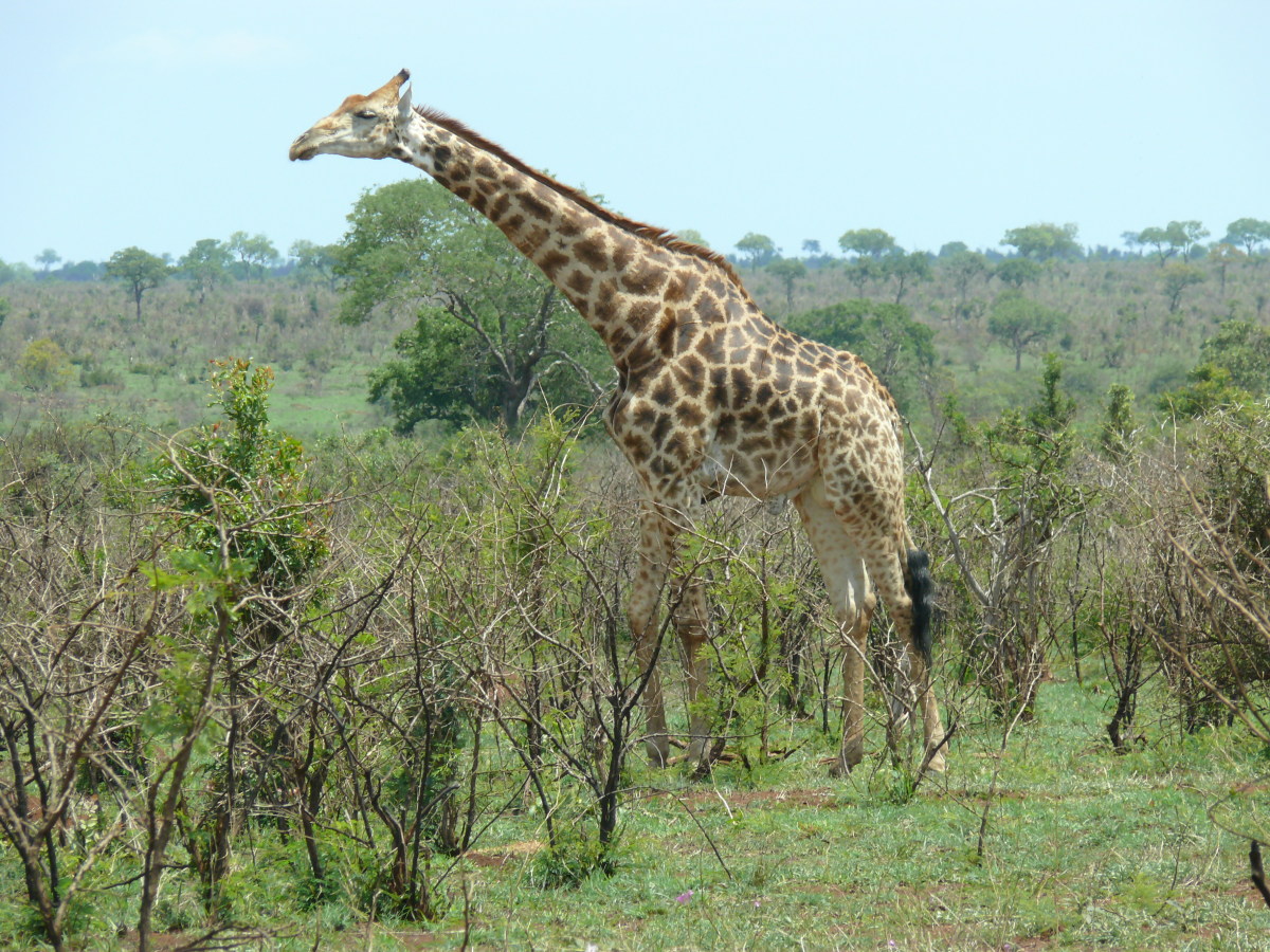 The Big Five Game Reserves and Nature Reserves and Areas in South ...