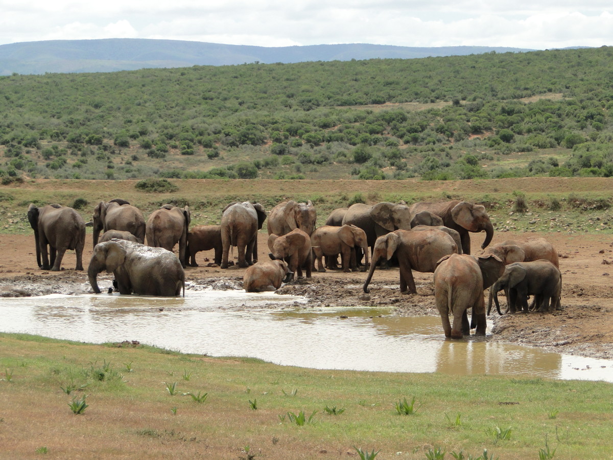 The Big Five Game Reserves and Nature Reserves and Areas in South ...
