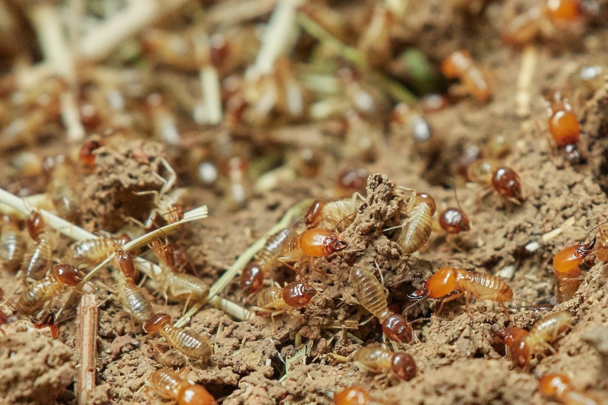 15 insect names in spanish for English speakers - HubPages