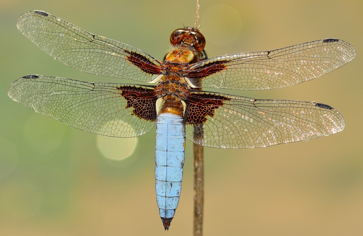 15 insect names in spanish for English speakers - HubPages