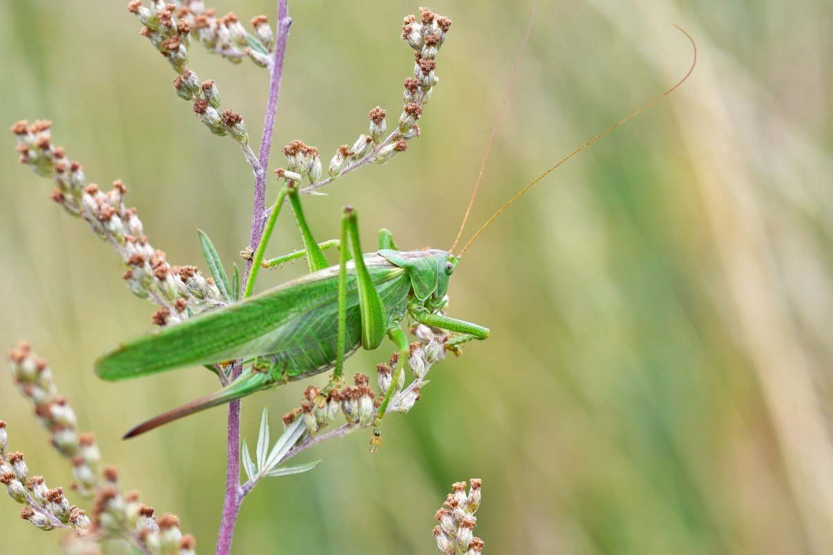 15 insect names in spanish for English speakers - HubPages