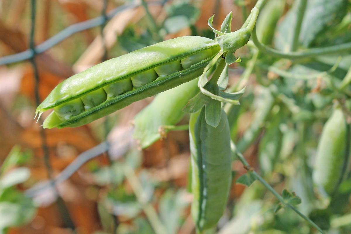 Learn 20 vegetable names in spanish - HubPages