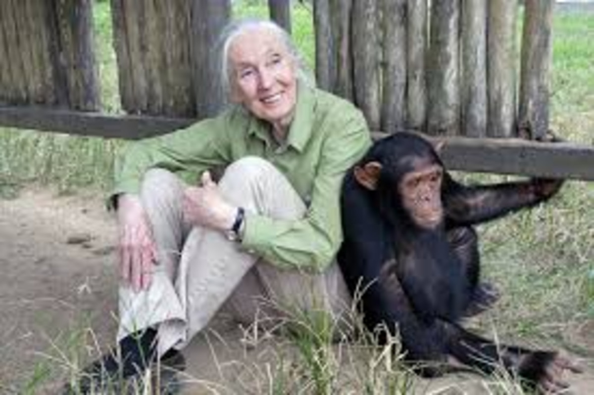Honouring the Legacy of Dr Jane Goodall - HubPages