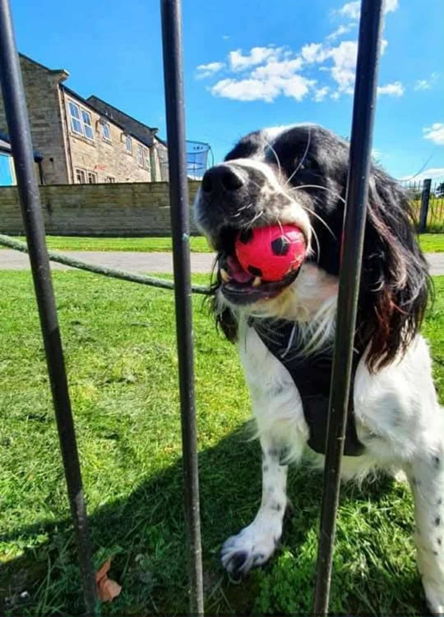 In Loving Memory of Buck – An Ex-Gun Dog Who Became the Best Family Pet ...