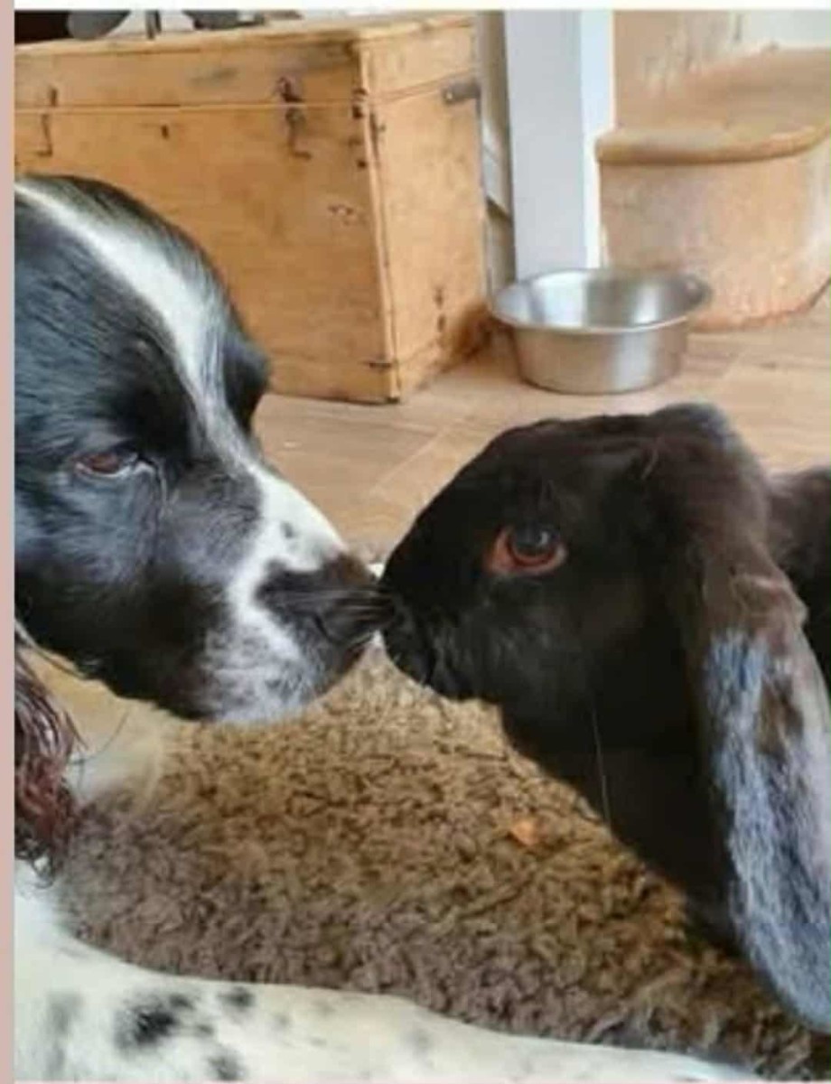 In Loving Memory of Buck – An Ex-Gun Dog Who Became the Best Family Pet ...