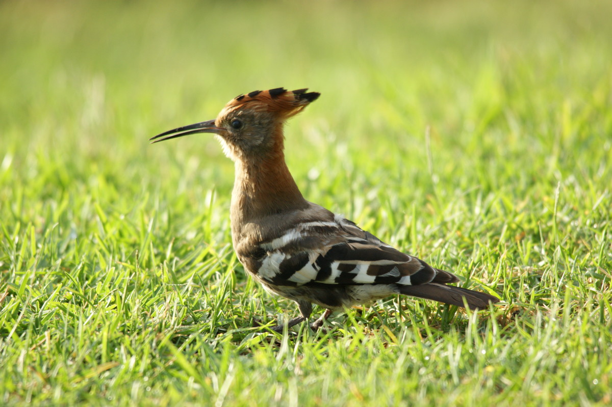 Back To Nature -Birding 101 no 2 Identifying Birds - HubPages