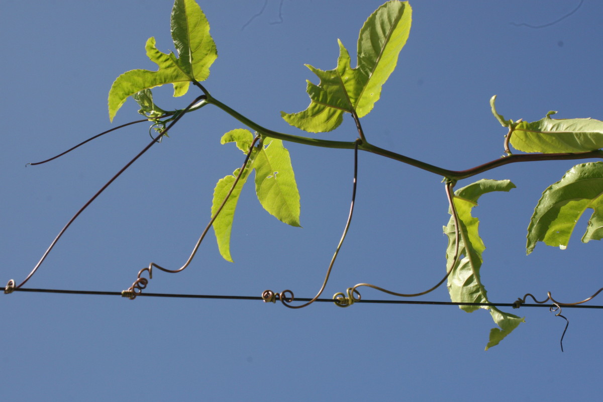 Easy to build supports for climbing plants - HubPages