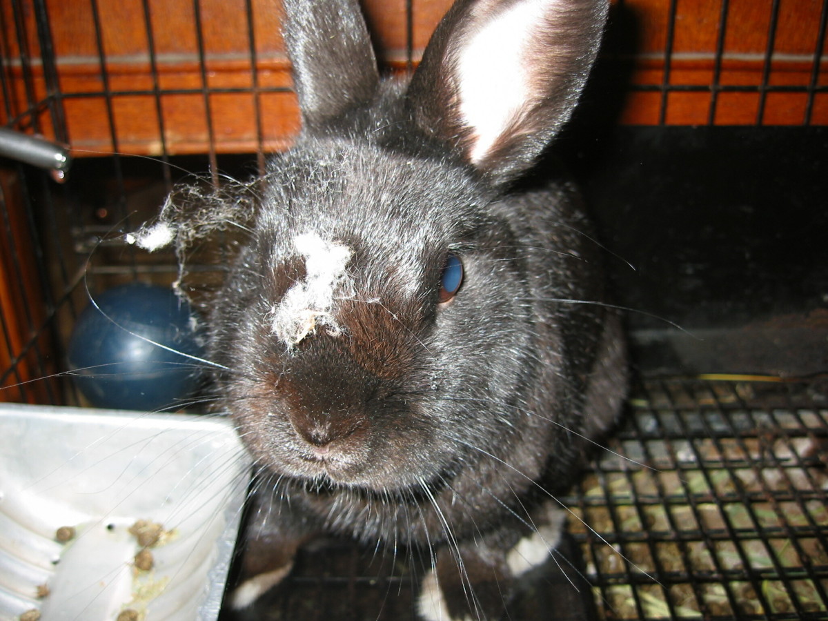 Do Rabbits Make Good Pets? - HubPages