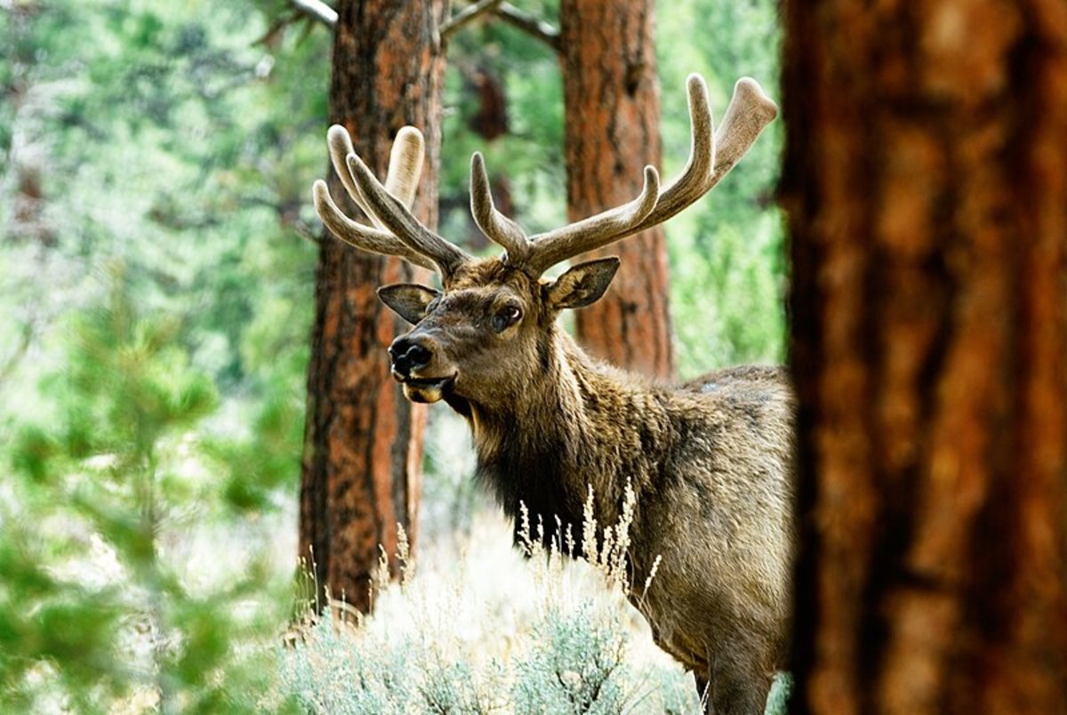Wildlife of the Coconino National Forest - HubPages