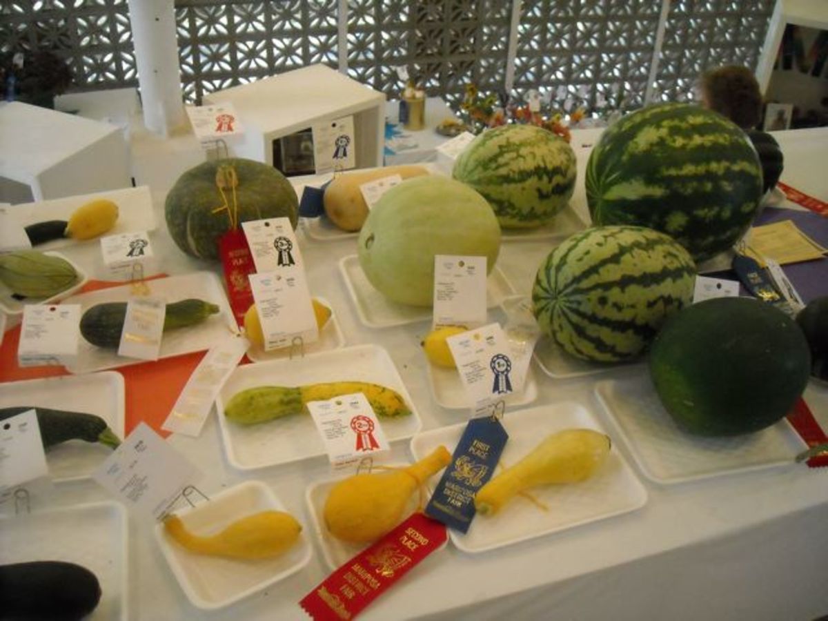 The American County Fair Tradition - HubPages