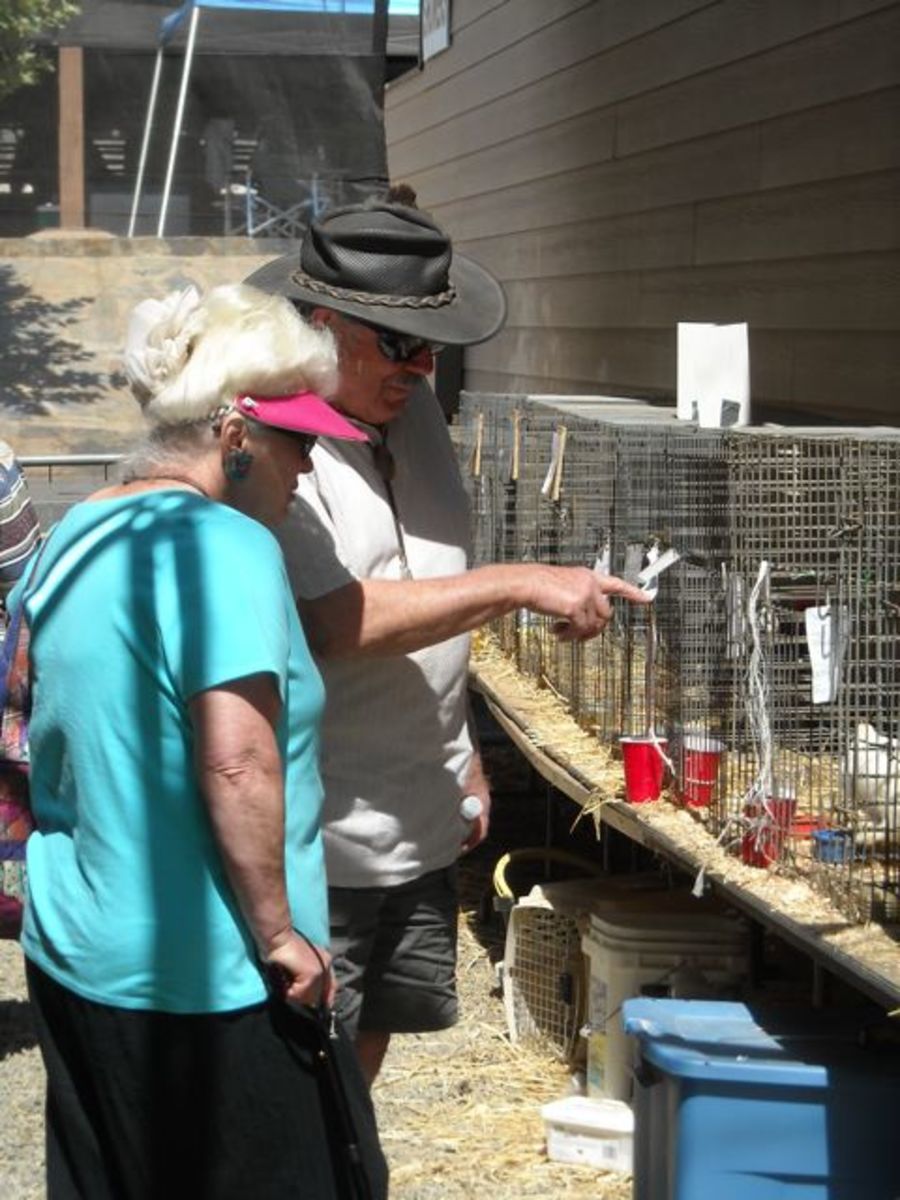 The American County Fair Tradition - HubPages