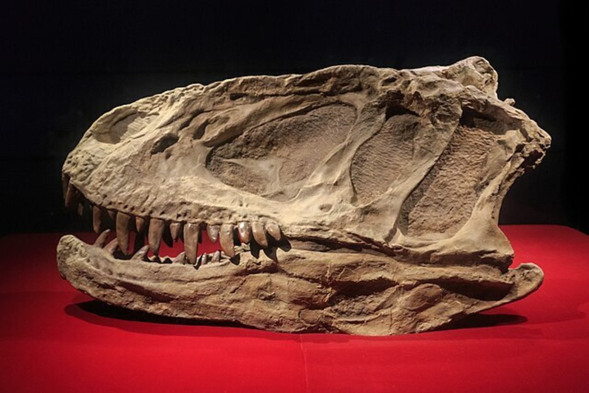 omnivore teeth description