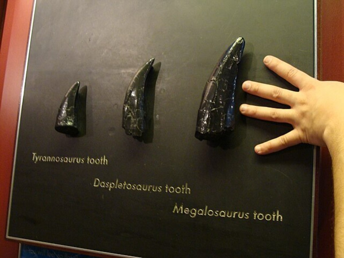 carnivores teeth type