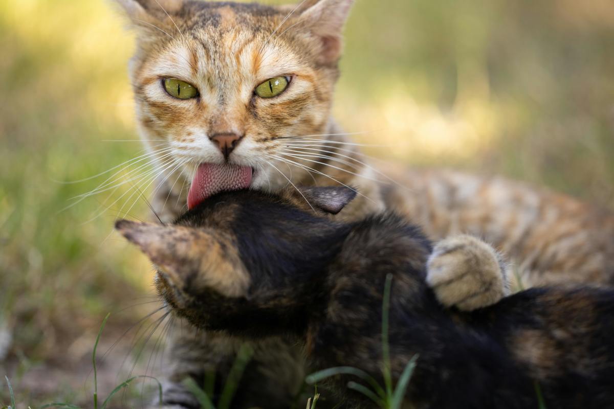 Purrfectly Playful: 15 Fun Cat Facts - HubPages