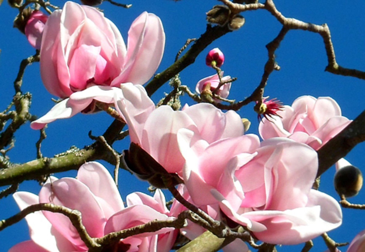 Ode To Spring - San Francisco Botanical Garden in February - HubPages