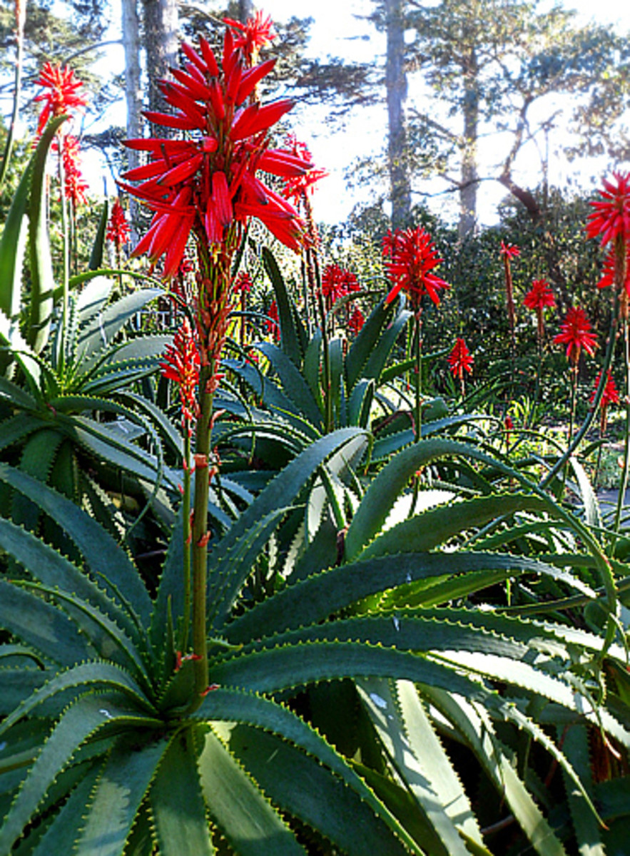 Ode To Spring - San Francisco Botanical Garden in February - HubPages