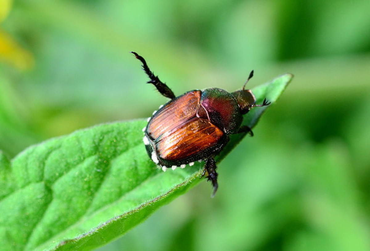 Top Ten Garden Insect Pests of the US and How to Control Them ...